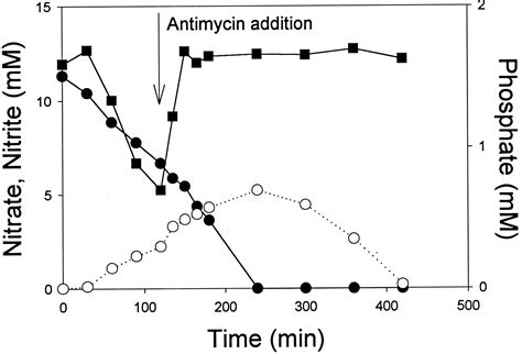 Relationship Between Nitrite Reduction And Active Phosphate Uptake In