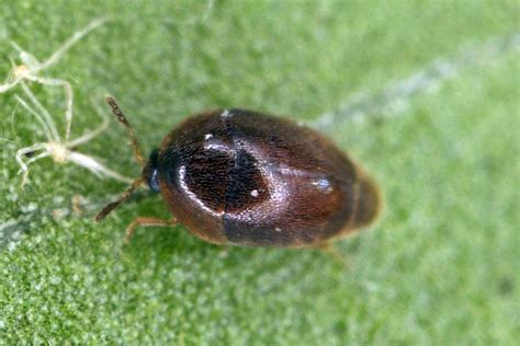 Sammelseite unbestimmte Käfer Coleoptera
