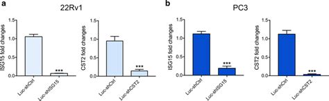 Knockdown Of Isg15 And Cst2 In Pca Cells A B Mrna Expression Of Isg15