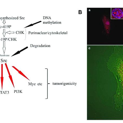 CHK In Colon Cells A Regulation And Function Of CHK In Colon Cancer