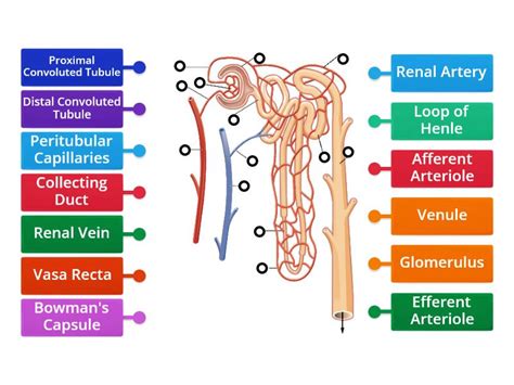 Structure Of The Nephron Labelled Diagram Structure Of The Nephron Labelled Diagram