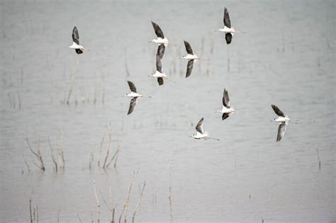 Premium Photo Himantopus Himantopus Is A Species Of Caradriform Bird