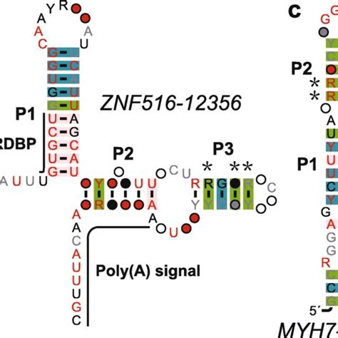 candidates for structured rna motifs group i consensus sequence and
