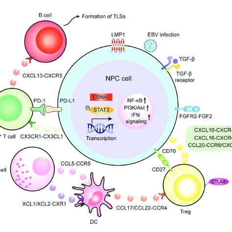 Signal Pathways In Nasopharyngeal Carcinoma Note Lmp1 And Lmp2a Are
