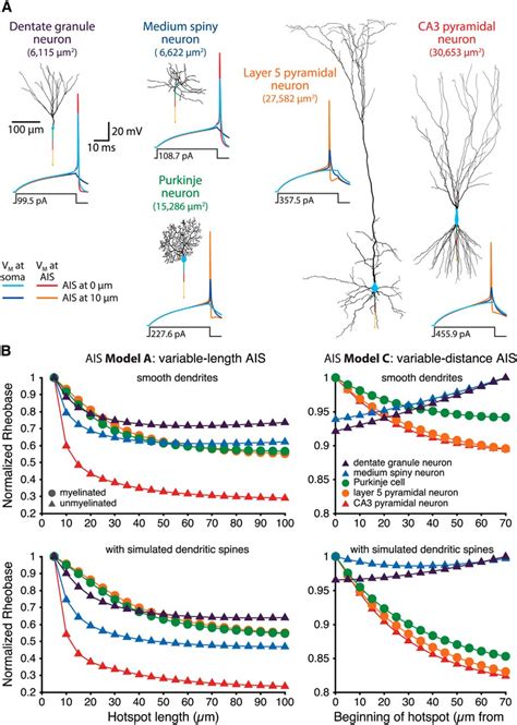 Neuron Morphology Influences Axon Initial Segment Plasticity Eneuro
