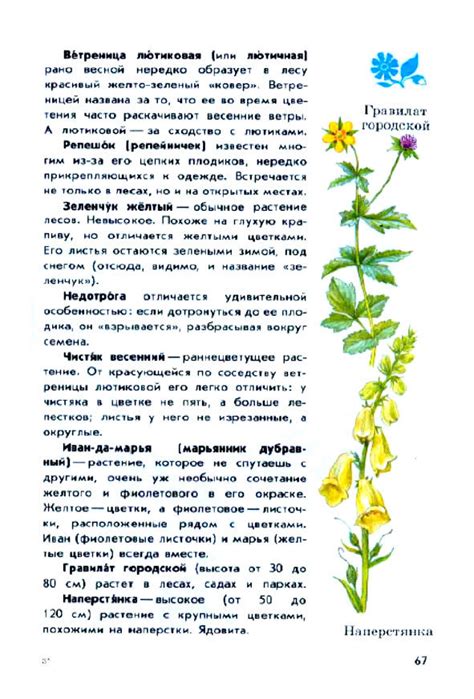 Атлас-определитель: о трав-ых растениях леса с желтыми цветками где читать?