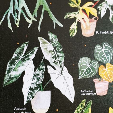 희귀식물포스터 수채화 베스트조합 하우숩