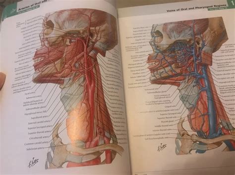 Pterygoid Plate Netter