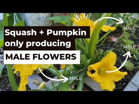 Pumpkin Plant Only Has Male Flowers Best Flower Site