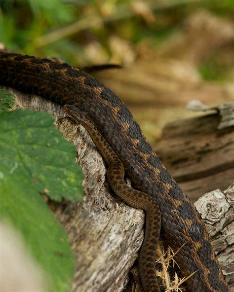 British Wildlife Centre Keeper S Blog Adder Babies