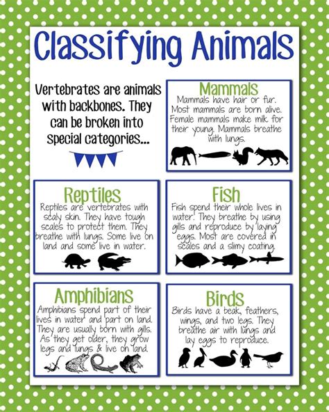 Classifying Animals Animal Science Homeschool Science