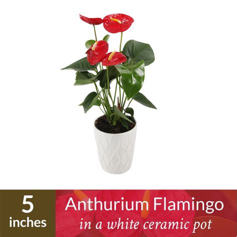 Just Add Ice Anthurium 14 18” Tall Red Anthurium 5” Ceramic Pot