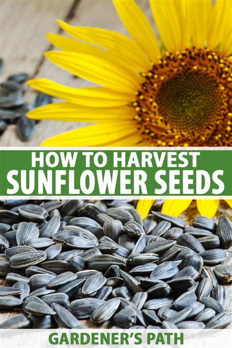 How To Harvest Sunflower Seeds Gardeners Path