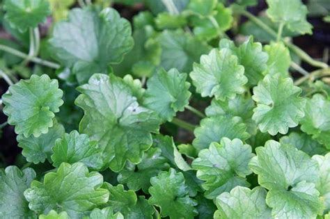10 Worst Garden Weeds And Their Management Fafard