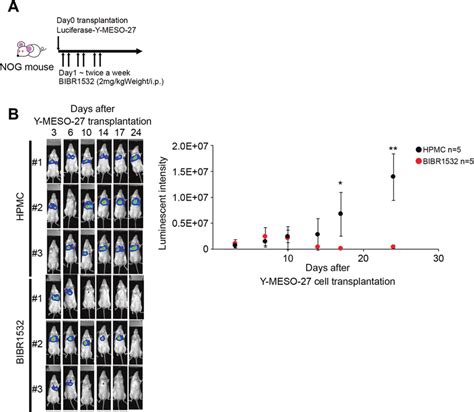 Synthetic Lethality Induced By Inhibition Of Lats2 And Smg6tert Is