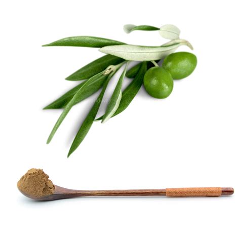 Olive Leaf Extract Buy Olive Leaf Olive Leaf Extract Olea Europaea Product On World Way