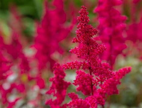 Astilbe Plant Guide How To Grow And Care For “false Goats Beard”