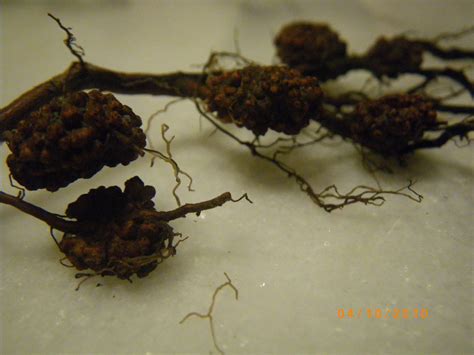 Scented Leaf Truffle Bonsai