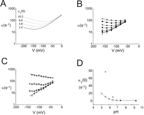 External H⁺ Activates The Hyperpolarization Favored Opening Process