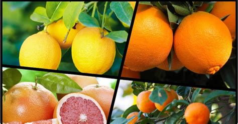 Rich Farm Kenya Profitable Agribusiness Ideas In Fruit Farming Orange