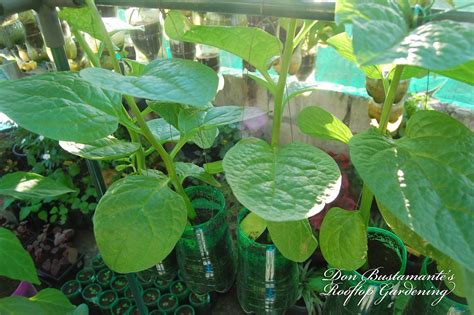 Don Bustamantes Rooftop Garden Ceylon Spinach