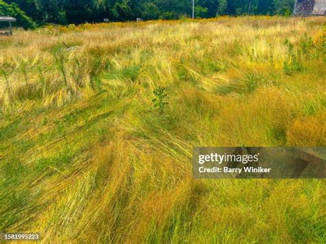 Grass Point State Park Photos And Premium High Res Pictures Getty Images