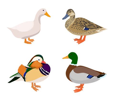 46 700 Duck Stock Illustrations Royalty Free Vector Graphics And Clip Art Istock