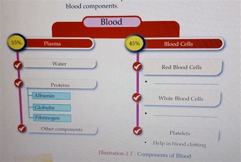 Blood Components Illustration 27 Components StudyX