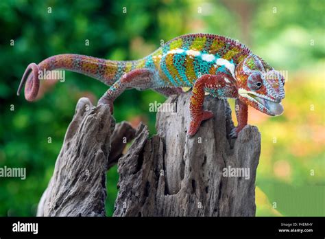 Chameleon Tongue Sticking Out