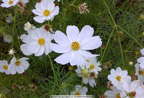 波斯菊图片 花草 生物世界 图行天下图库