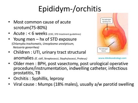 Scrotal Abscess Antibiotic Choice