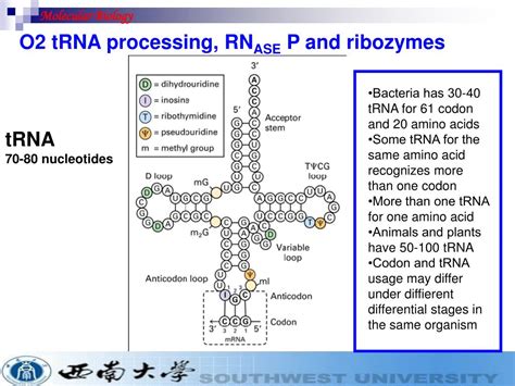 PPT O RRNA Processing And Ribosomes O TRNA Processing RNase P And Ribozymes PowerPoint