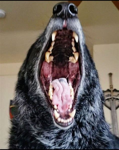 Fierce Wolf Showing Teeth