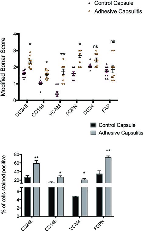 Fibroblast Activation Marker Expression In Control Capsule And Frozen
