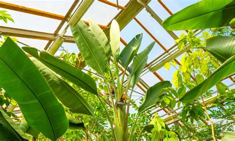 Explore All Types Of Birds Of Paradise Plants A Z Animals
