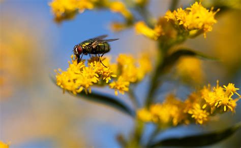 Fly Insect Bug Free Photo On Pixabay
