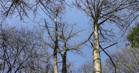 Leafless Deciduous Trees In The Spring Season Stock Footage Video Of