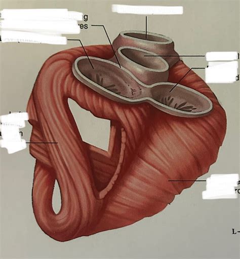 Cardiac Skeleton Diagram Diagram Quizlet