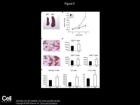 Tweak Attenuates The Transition From Innate To Adaptive Immunity Ppt