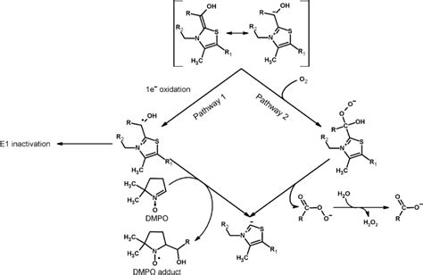Oxygen Dependent Reactions Of The Thdp Bound Active Aldehyde