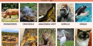 16 Animaux ongulés Définition caractéristiques et exemples