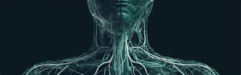 Classification Of The Peripheral Nervous System Free Notes