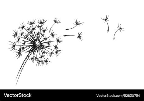 Sketch Of Field Dandelion Royalty Free Vector Image