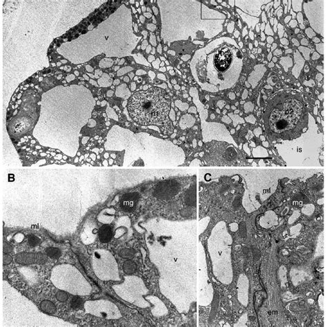 Sem Pictures Of Recombined Ectodermal Endodermal Tissues Immediately