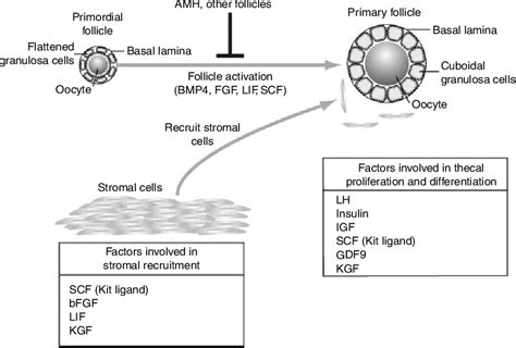 Theca Cell Semantic Scholar