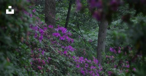 푸른 잔디 필드에 분홍색 꽃 사진 Unsplash의 무료 회색 이미지