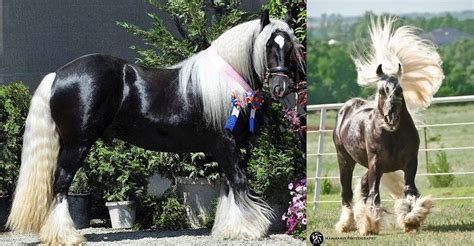 Gorgeous Gypsy Vanner Stallion Silver Fox The Hustler X Desert Jewel