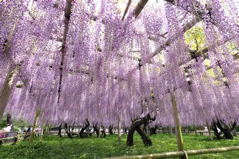 淡い紫 by ibex ID8677968 写真共有サイト PHOTOHITO