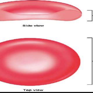 Structure Of Erythrocytes Download Scientific Diagram
