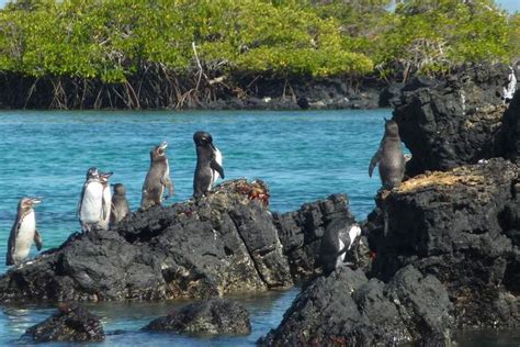 Best Of Peru Galapagos Islands Insight Guides